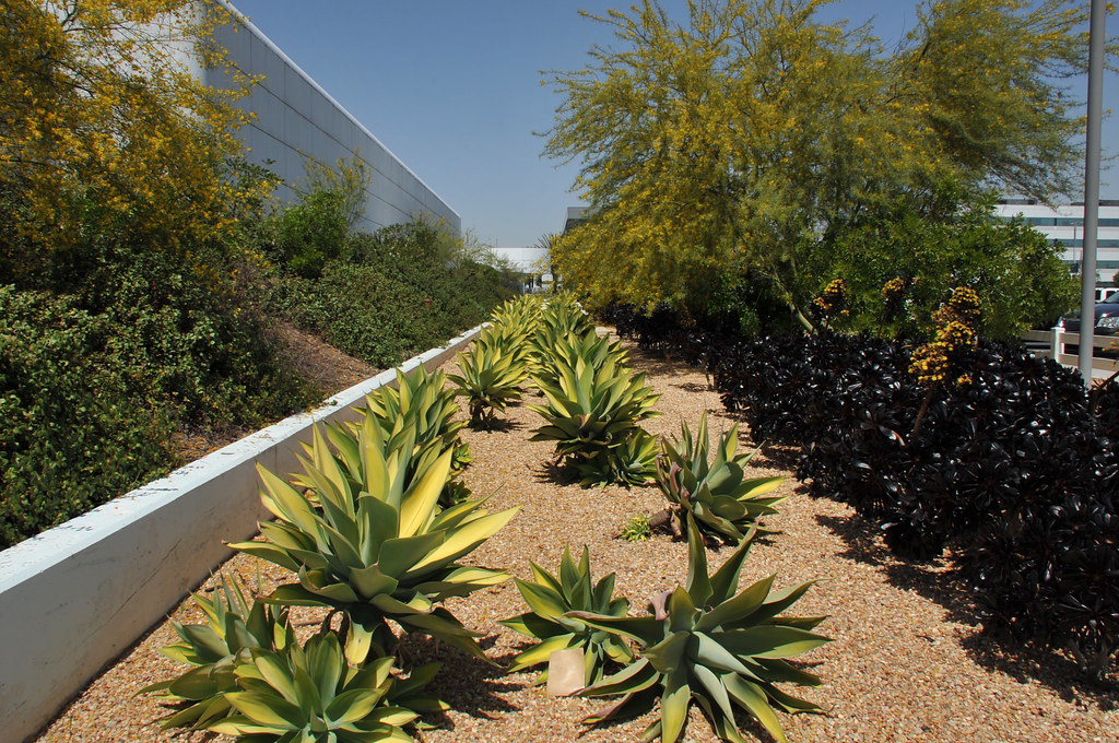 Why Xeriscaping Matters - Optima