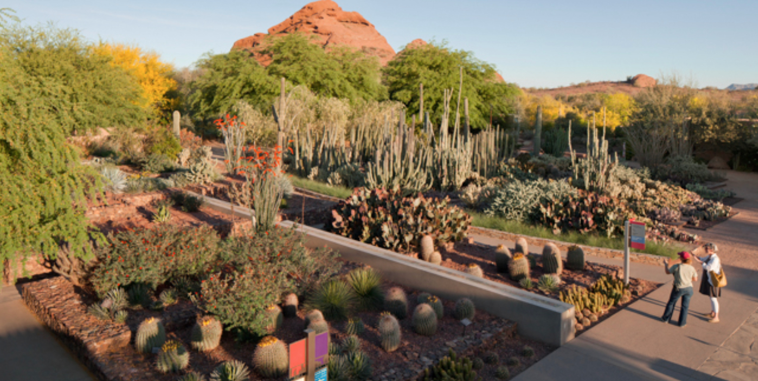 Unearthing the Desert's Splendor at the Desert Botanical Garden - Optima
