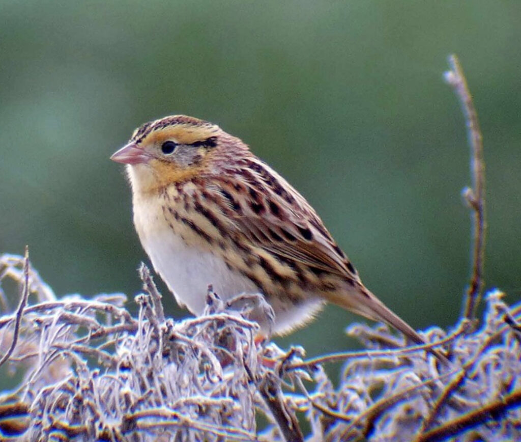 Montrose Point Bird Sanctuary - Where Magic Meets Feathers - Optima