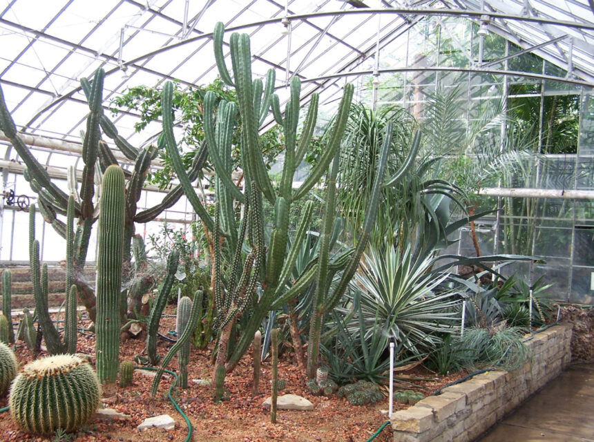 Exploring The Oak Park Conservatory - Optima