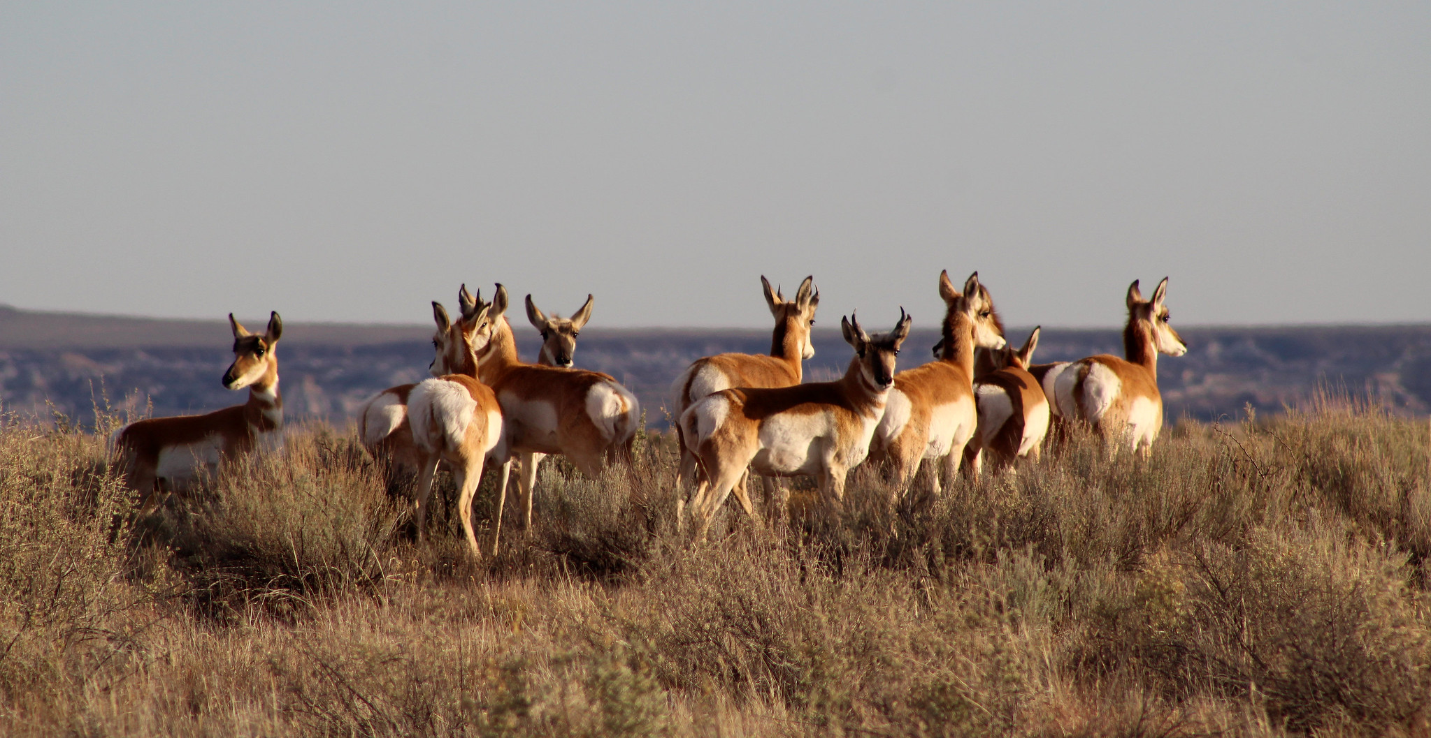 The Wonders of Petrified Forest National Park - Optima